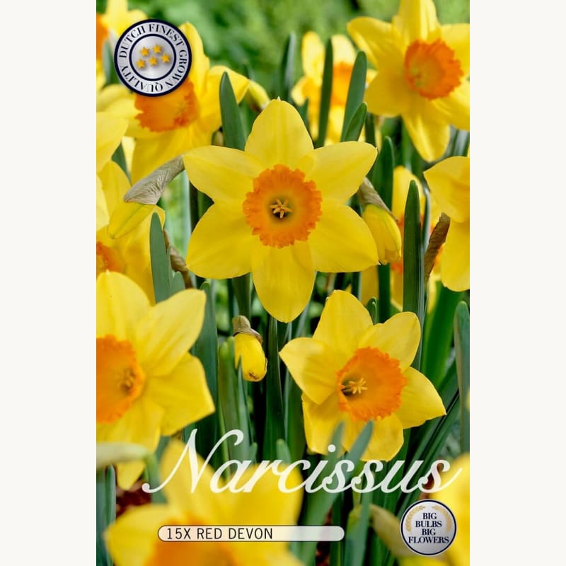 red devon daffodil bulbs