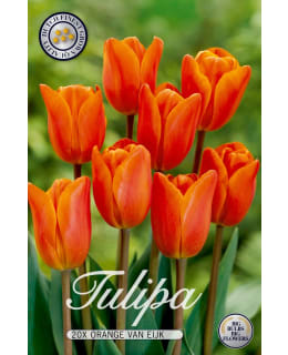 Tulppaani Orange Van Eijk 5kpl kukkasipuli | Karkkainen.com verkkokauppa