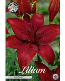 Lilium Red County kukkamukula | Karkkainen.com verkkokauppa