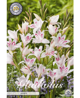 Gladiolus Nanus Nymph kukkamukula | Karkkainen.com verkkokauppa