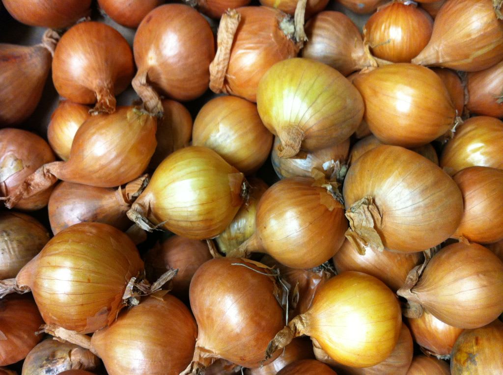 Salottisipuli 500g Red Sun istukassipuli | Karkkainen.com verkkokauppa